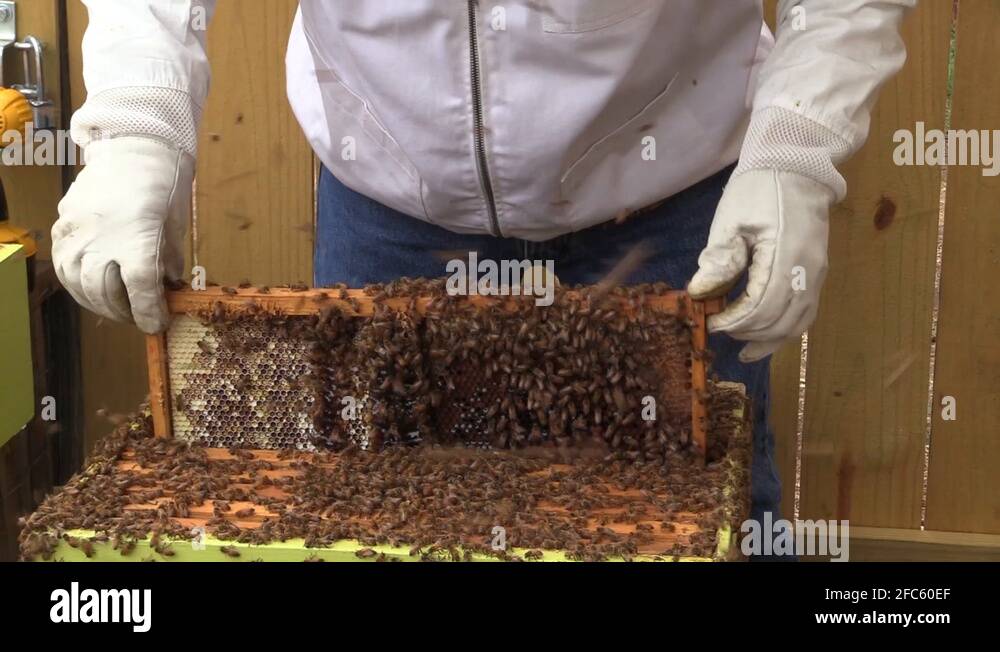 Bee frame Stock Videos & Footage - HD and 4K Video Clips - Alamy