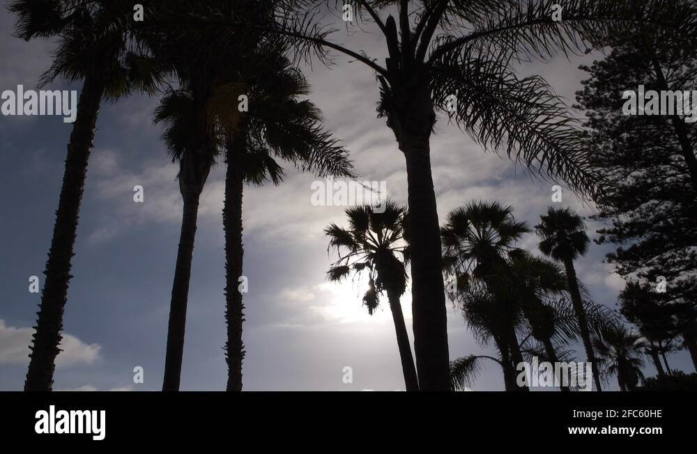 California palm trees in sun Stock Videos & Footage - HD and 4K Video ...