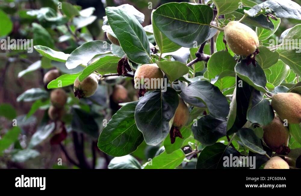 Quince tree fruits Stock Videos & Footage - HD and 4K Video Clips - Alamy