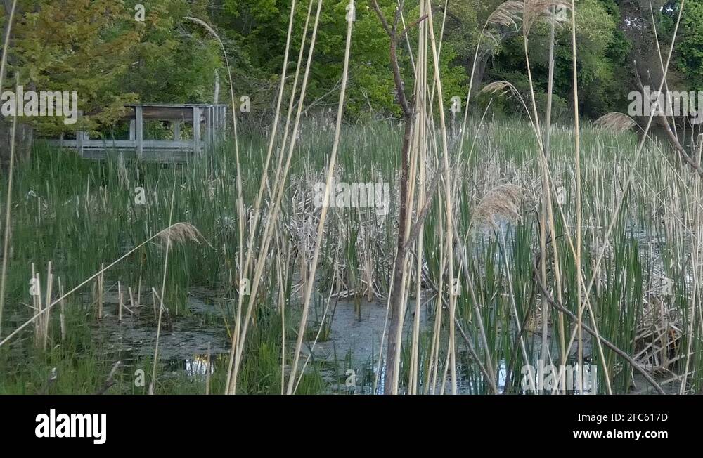 Flooded walkway Stock Videos & Footage - HD and 4K Video Clips - Alamy
