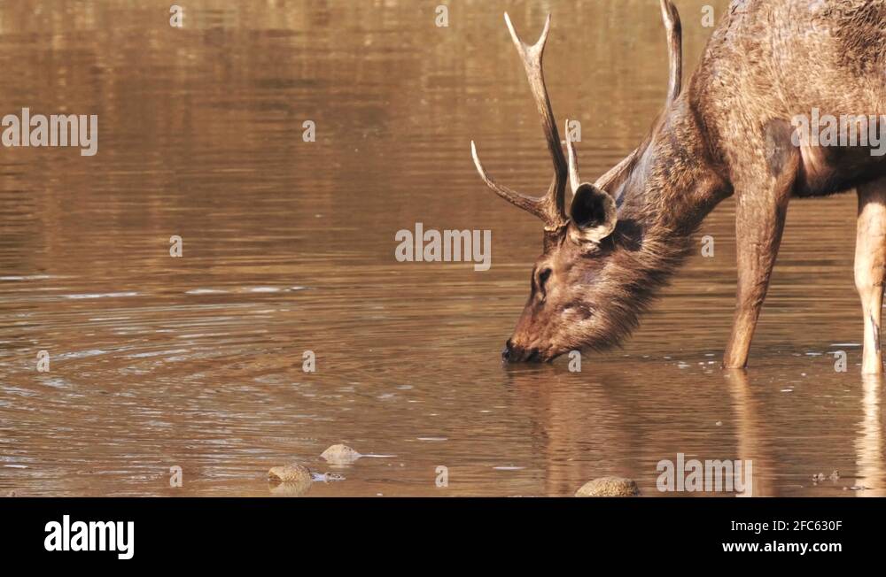 A wild sambar deer Stock Videos & Footage - HD and 4K Video Clips - Alamy