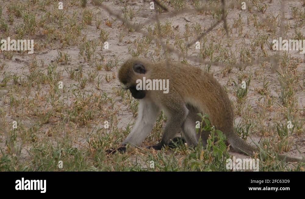 Africa tanzania vervet monkey Stock Videos & Footage - HD and 4K Video ...