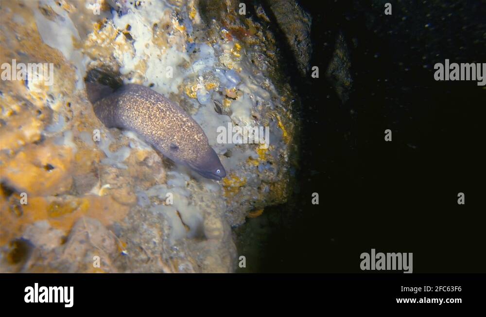 Moray Eel Swimmimg Out Of Underwater Cave Hole & Coral Reef Gato ...