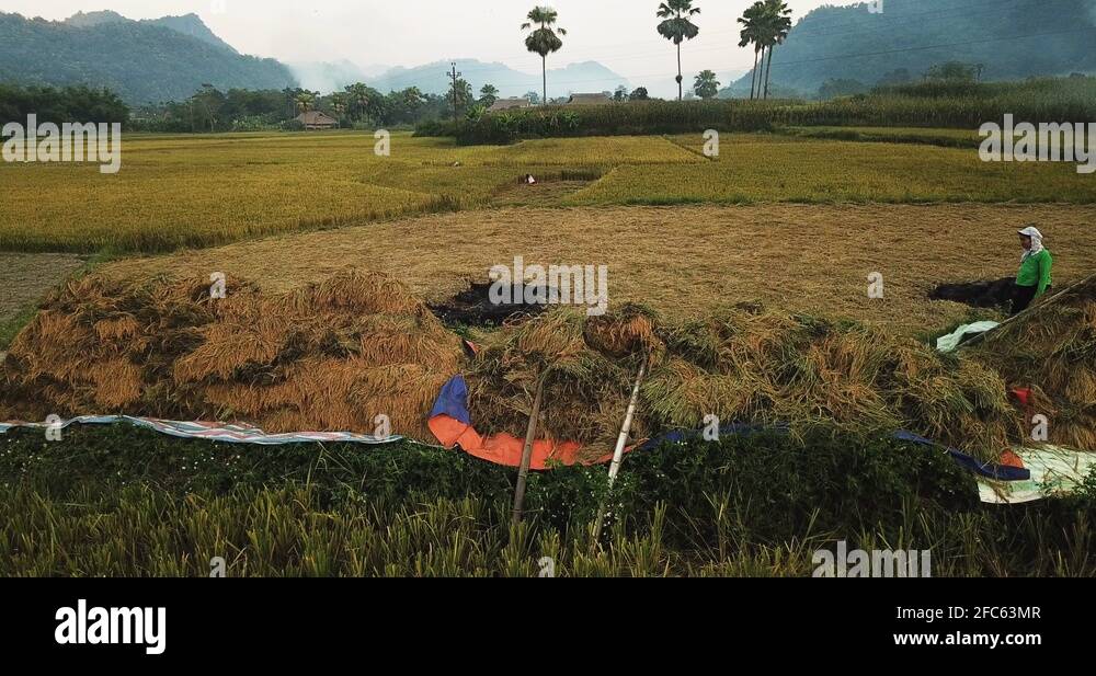 Straw sieve Stock Videos & Footage - HD and 4K Video Clips - Alamy