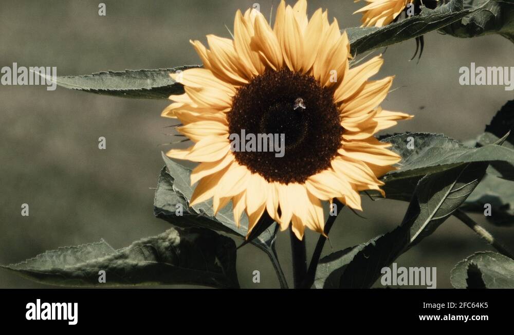 Pollen face Stock Videos & Footage - HD and 4K Video Clips - Alamy