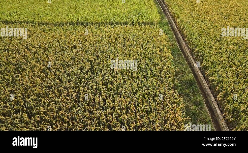 asian farmer carrying harvesting rice balancing between rice field and ...