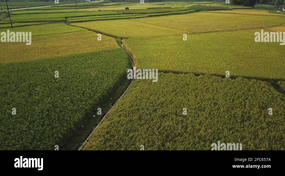 asian farmer carrying harvesting rice balancing between rice field and ...