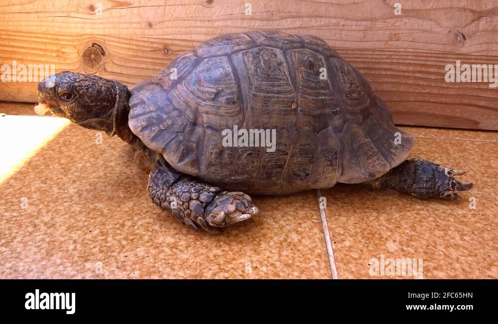 Vegetable animal legs Stock Videos & Footage - HD and 4K Video Clips ...