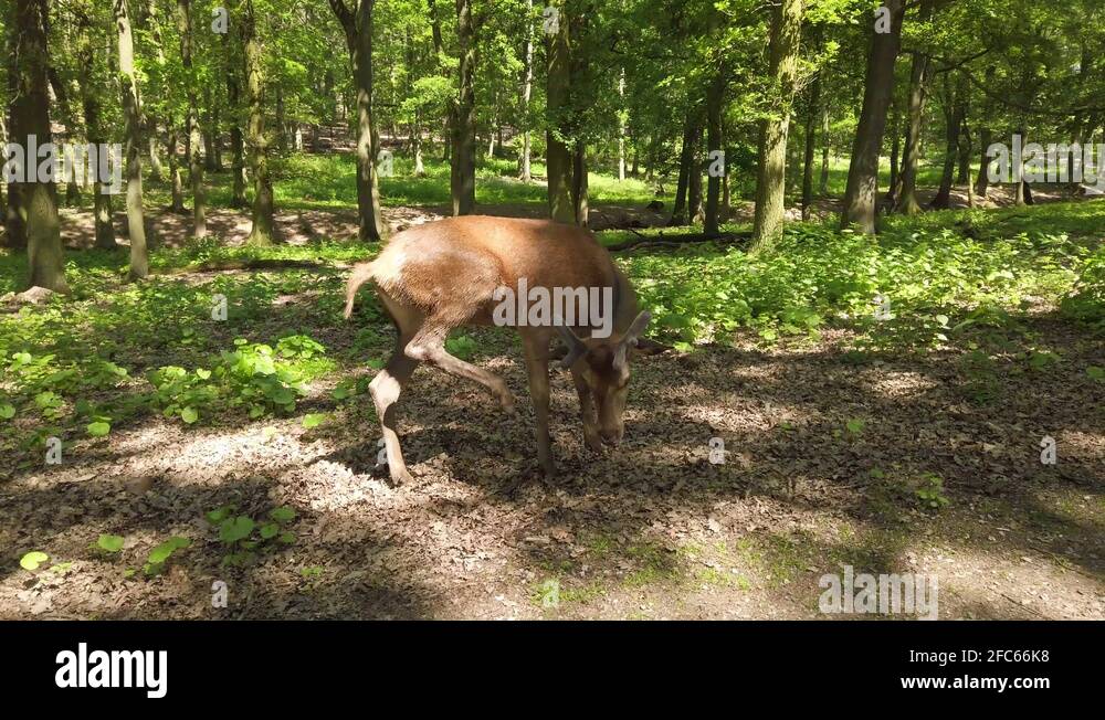 Roe deer head Stock Videos & Footage - HD and 4K Video Clips - Alamy