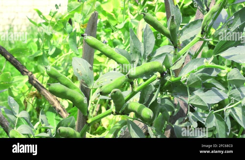Bean stalk Stock Videos & Footage - HD and 4K Video Clips - Alamy