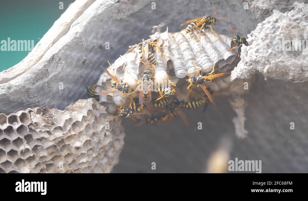 wasps under the roof of the house pests. wasps nest. wild wasp slow ...