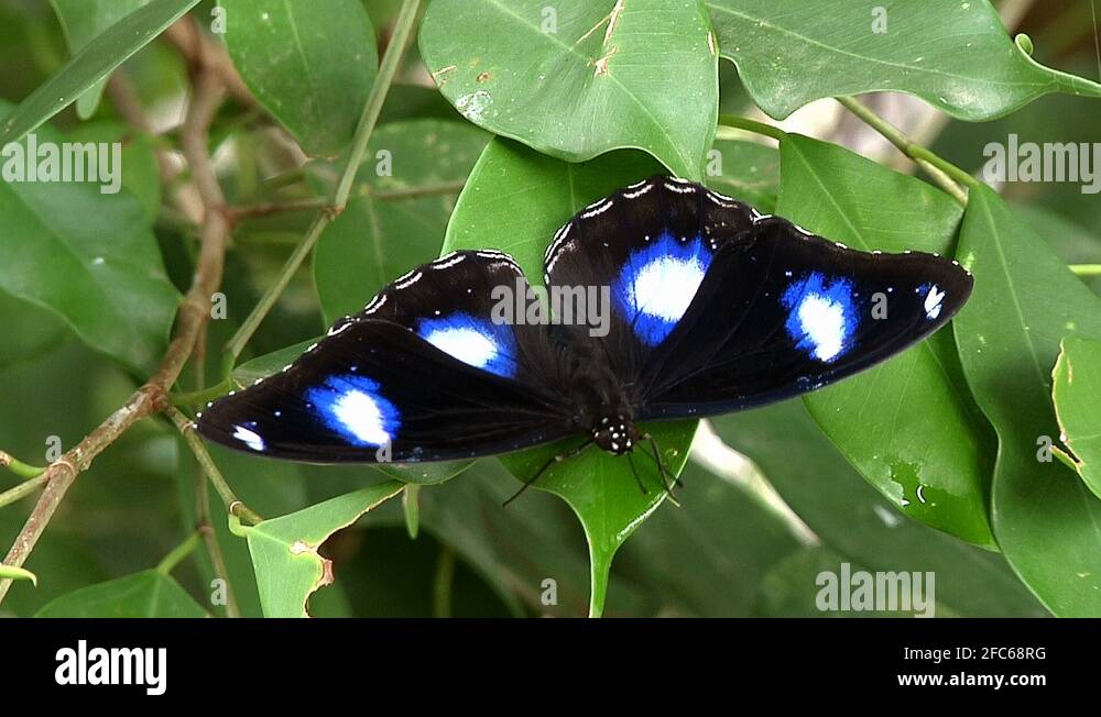 Butterfly top view blue Stock Videos & Footage - HD and 4K Video Clips ...