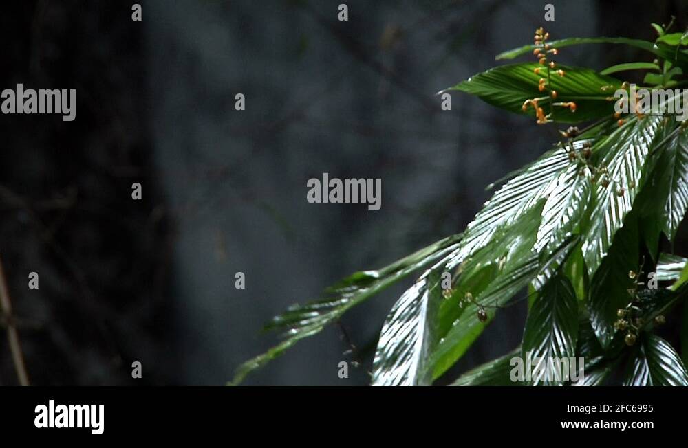 Tropical wet forest Stock Videos & Footage - HD and 4K Video Clips - Alamy