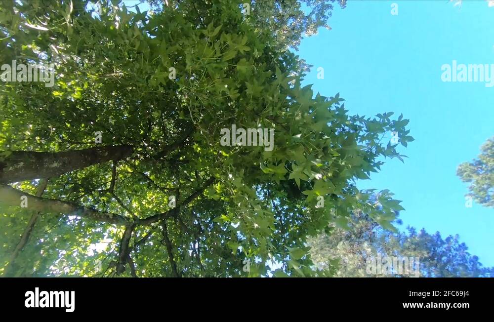 Good smoking Stock Videos & Footage - HD and 4K Video Clips - Alamy