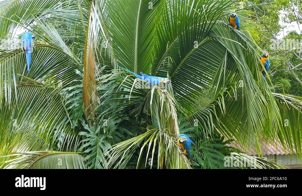 Pearl tree Stock Videos & Footage - HD and 4K Video Clips - Alamy