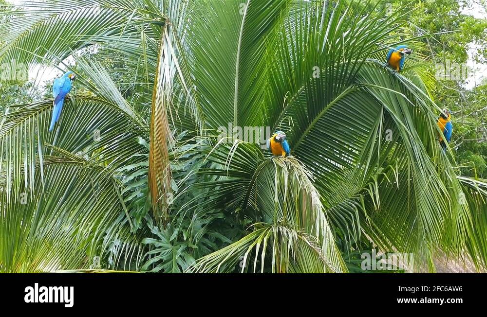 Macaws in palm tree Stock Videos & Footage - HD and 4K Video Clips - Alamy