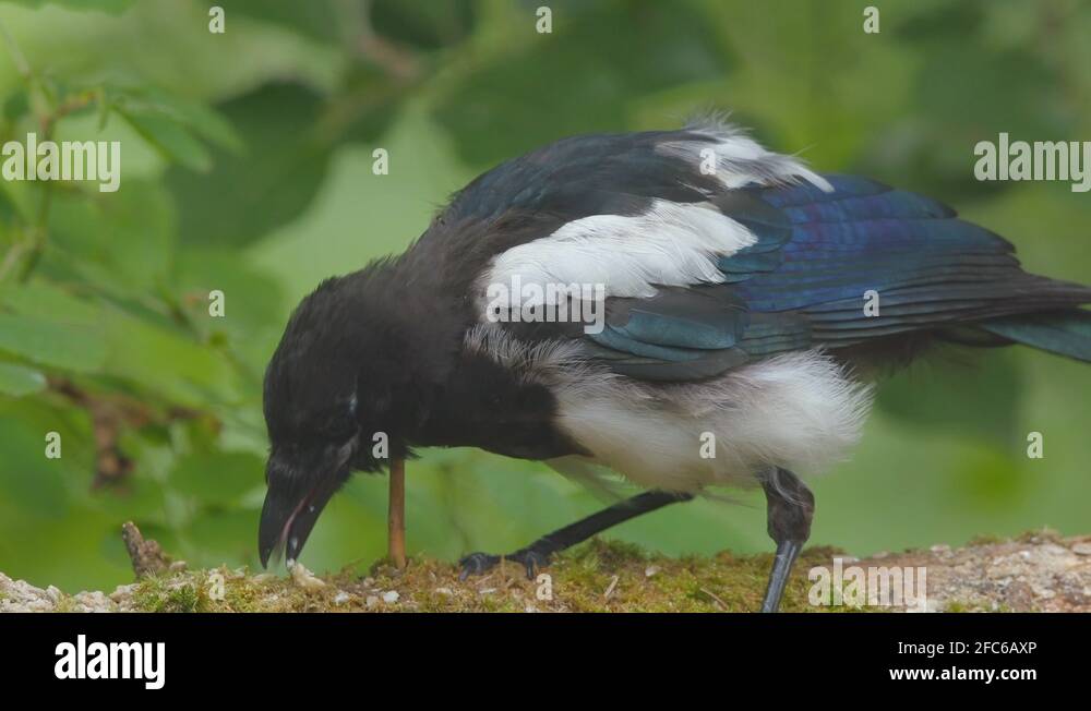 magpie bird animal on ground struggle feed on nuts crush with beak ...