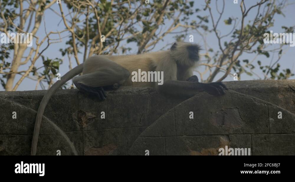 Monkey lies Stock Videos & Footage - HD and 4K Video Clips - Alamy