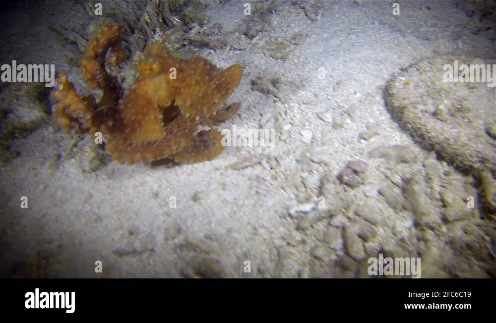 White Spotted Octopus Or Grass Octopus Or Grass Scuttle At Night In ...