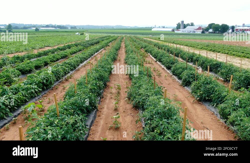 Farm tomato rows Stock Videos & Footage - HD and 4K Video Clips - Alamy