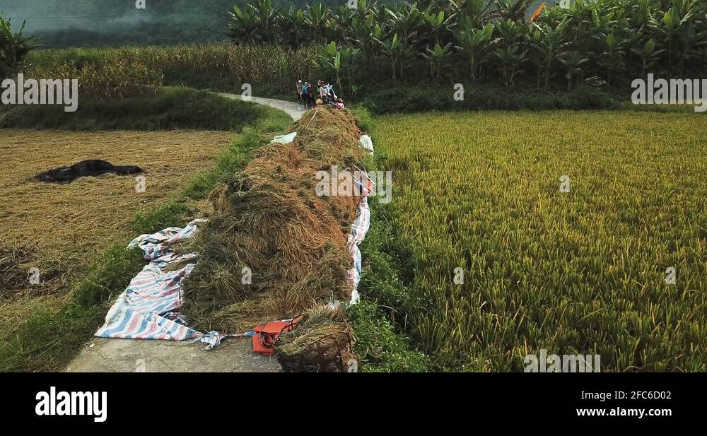 Stack of straws Stock Videos & Footage - HD and 4K Video Clips - Alamy