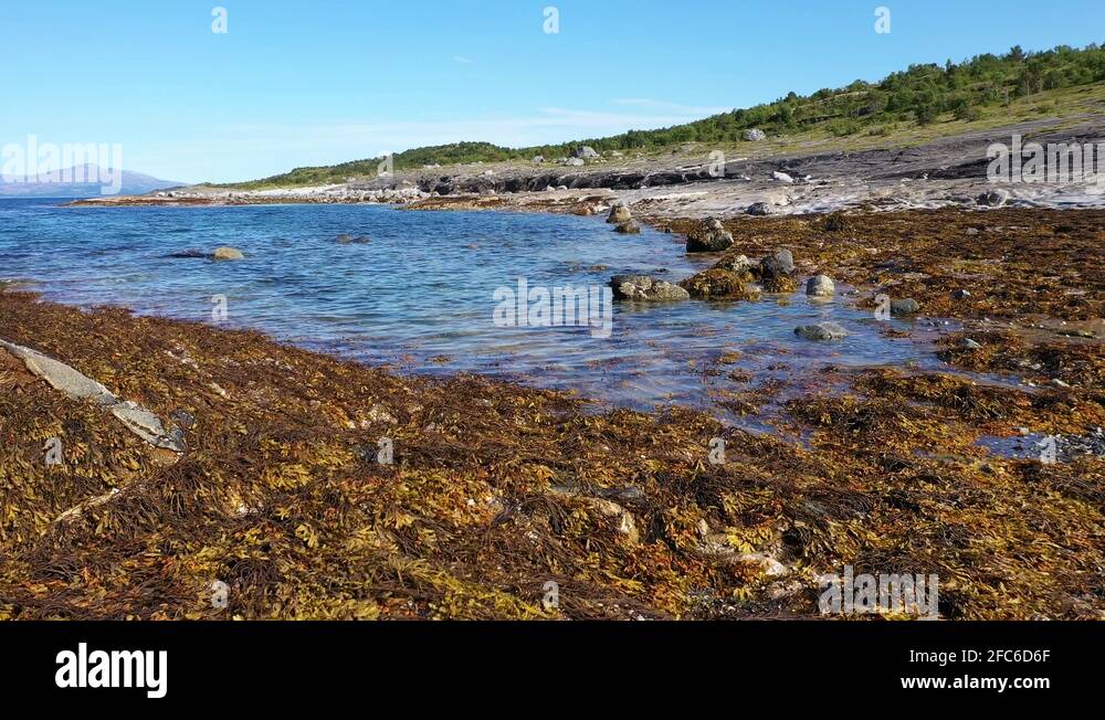 Dried ocean foam Stock Videos & Footage - HD and 4K Video Clips - Alamy