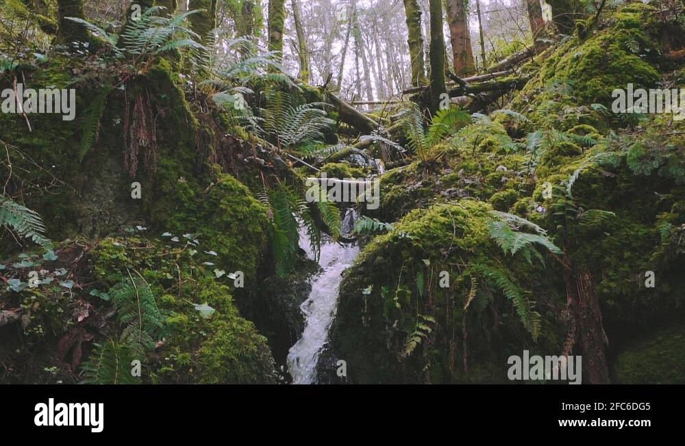 Tree in wicklow mountains Stock Videos & Footage - HD and 4K Video ...