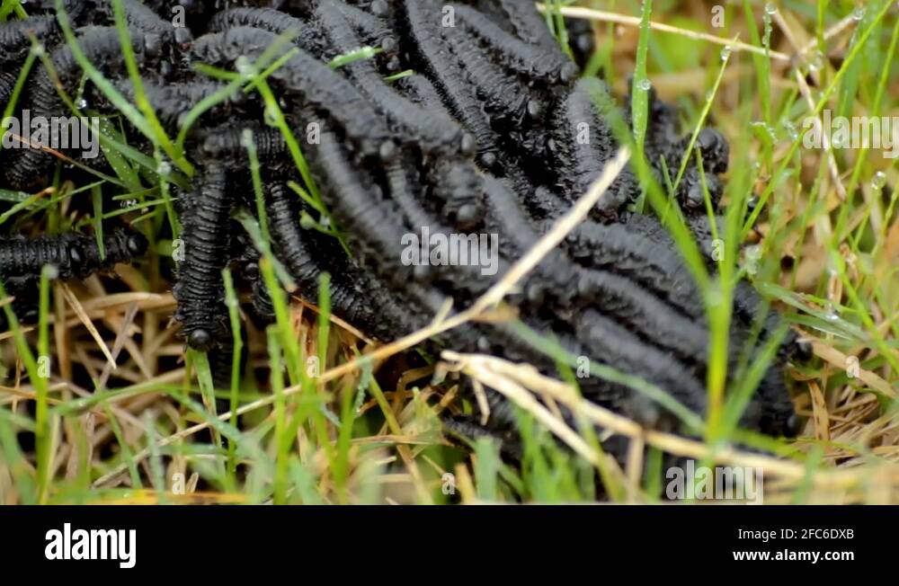 Giant red worms Stock Videos & Footage - HD and 4K Video Clips - Alamy