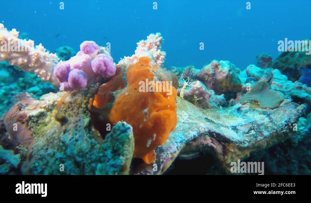 Sea frog Stock Videos & Footage - HD and 4K Video Clips - Alamy