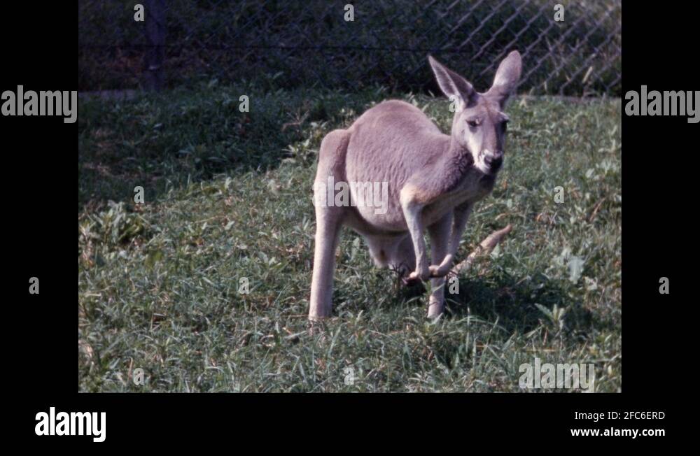 Zoo kangaroo Stock Videos & Footage - HD and 4K Video Clips - Alamy
