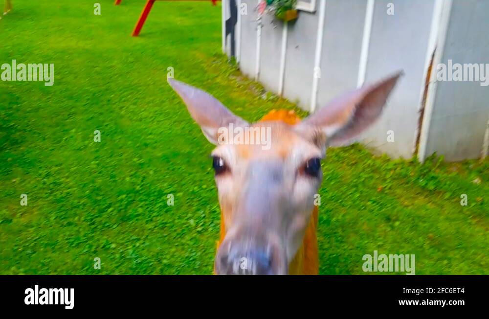 Deer feeding close up Stock Videos & Footage - HD and 4K Video Clips ...