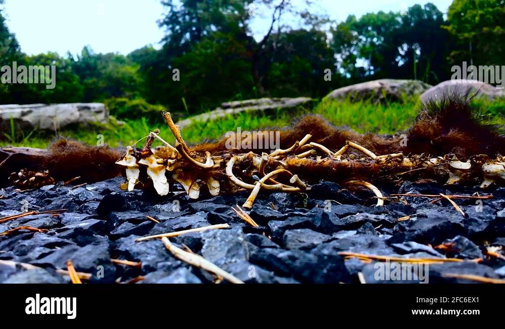 Animal decay Stock Videos & Footage - HD and 4K Video Clips - Alamy