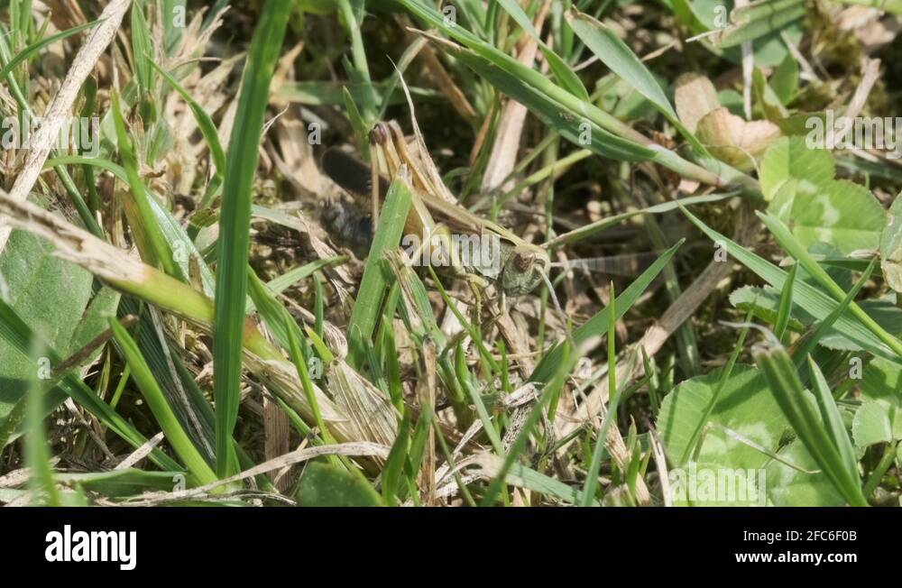 Grass hopper grasshopper nature insects wildlife plant Stock Videos ...
