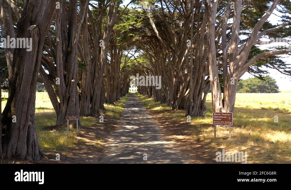 Amazing tree tunnel Stock Videos & Footage - HD and 4K Video Clips - Alamy