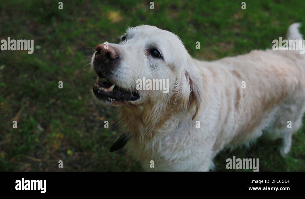 Labrador dog barking Stock Videos & Footage - HD and 4K Video Clips - Alamy