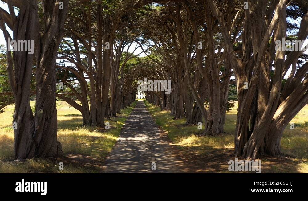 Famous tree tunnel Stock Videos & Footage - HD and 4K Video Clips - Alamy