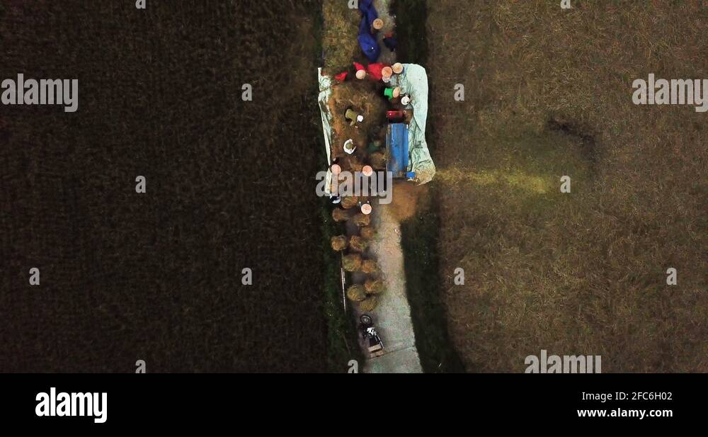 Threshing the rice. Local farmers loosening the edible part of grain ...