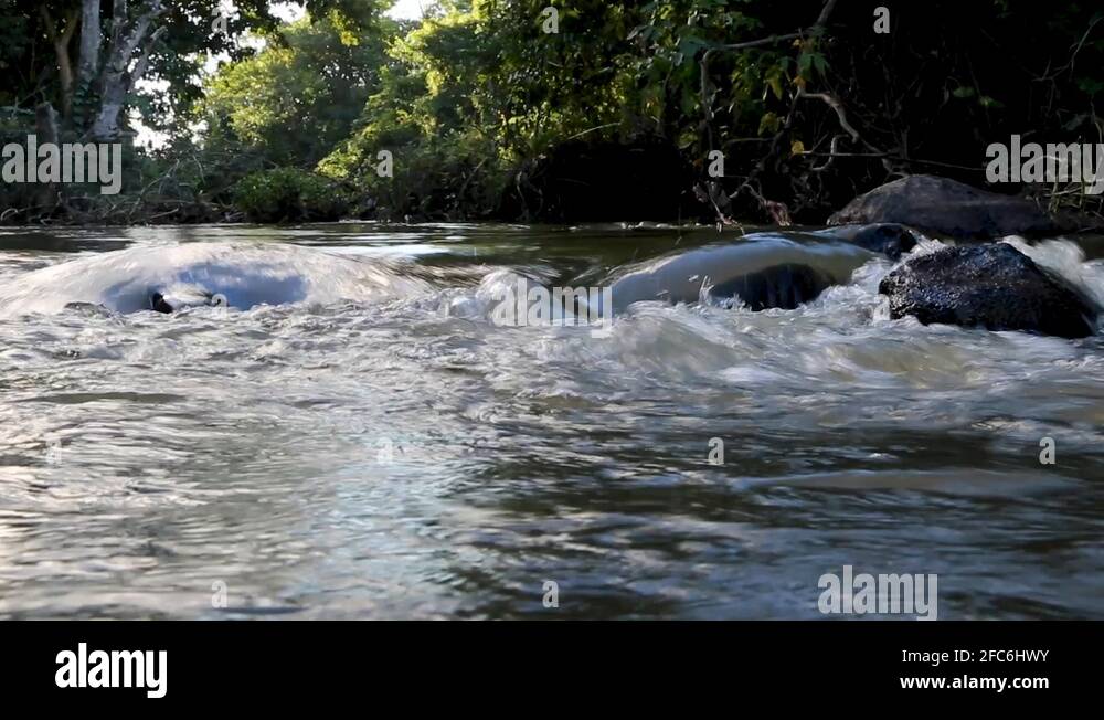 Groundwater forest Stock Videos & Footage - HD and 4K Video Clips - Alamy
