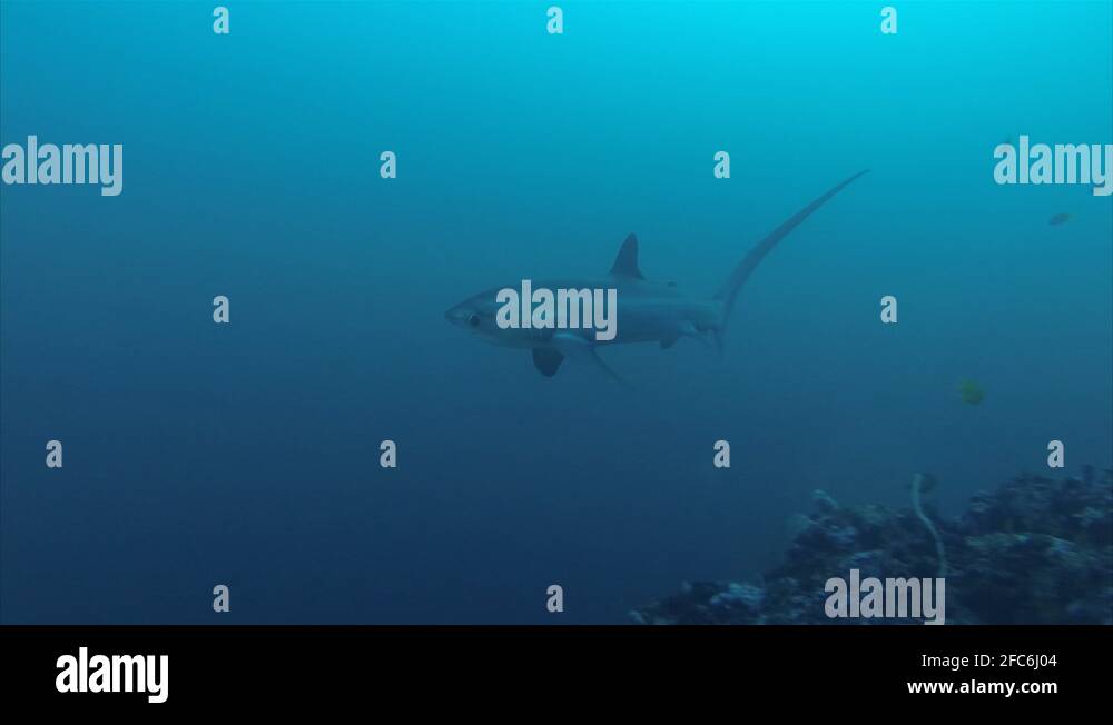 Thresher shark close Stock Videos & Footage - HD and 4K Video Clips - Alamy