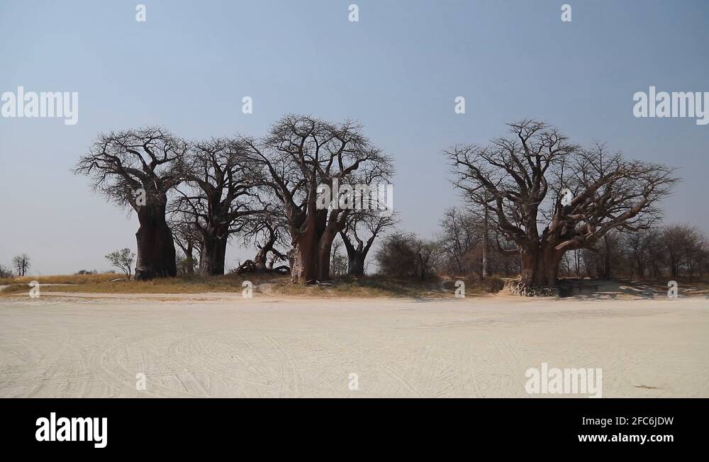 Baobab trees botswana Stock Videos & Footage - HD and 4K Video Clips ...