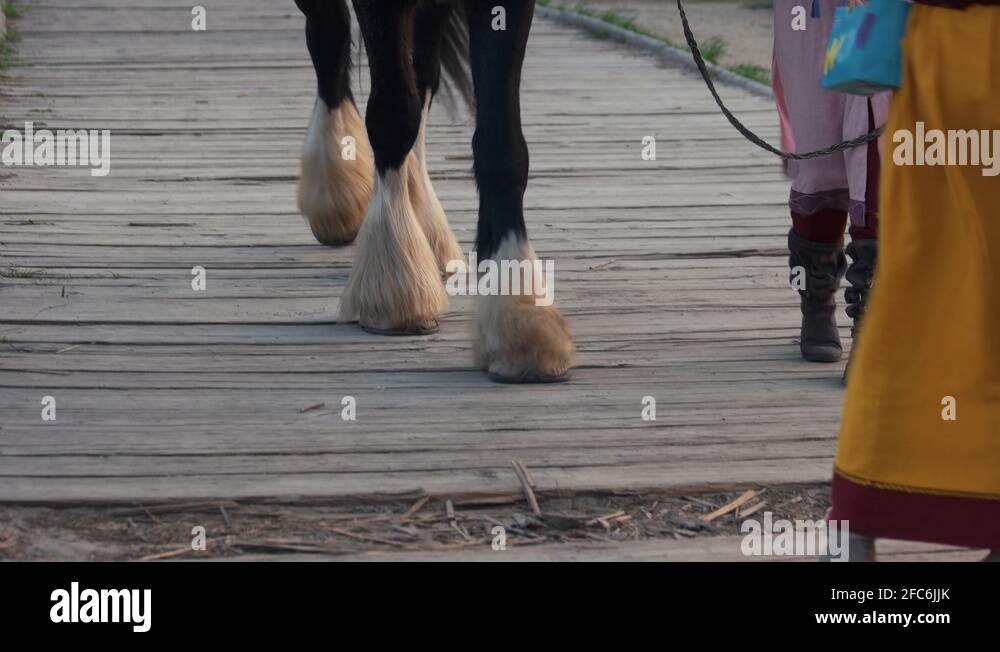 Close up fluffy hooves of walking horse Stock Video Footage - Alamy