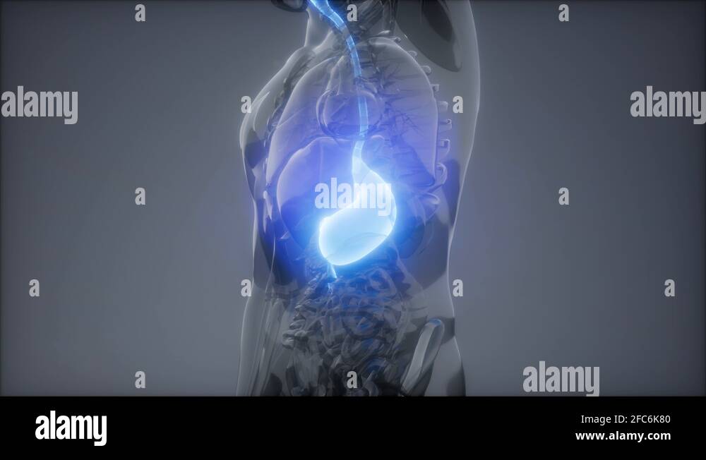 Anatomical human heart and stomach Stock Videos & Footage - HD and 4K ...