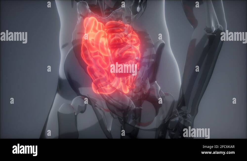 Human Small Intestine Radiology Exam Stock Video Footage - Alamy