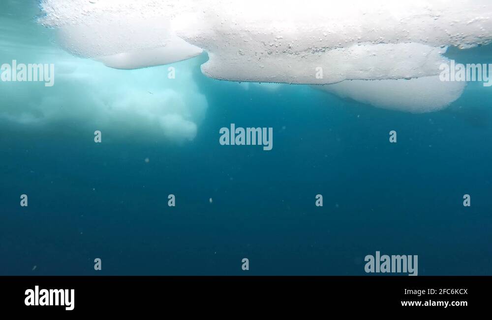 Leopard seal teeth Stock Videos & Footage - HD and 4K Video Clips - Alamy