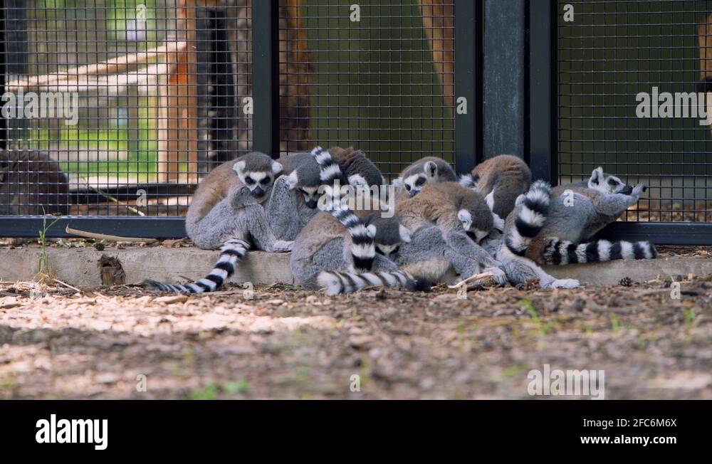 Ring tailed lemur madagascar group Stock Videos & Footage - HD and 4K ...