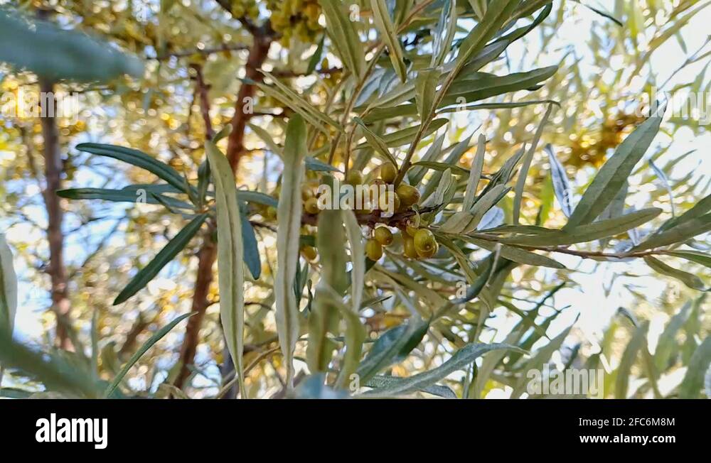 Shrubs deciduous shrubs Stock Videos & Footage - HD and 4K Video Clips ...