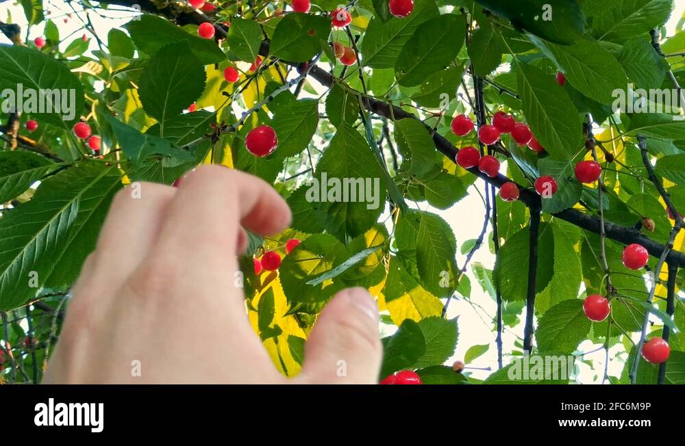 Small cherry tree fruit Stock Videos & Footage - HD and 4K Video Clips ...
