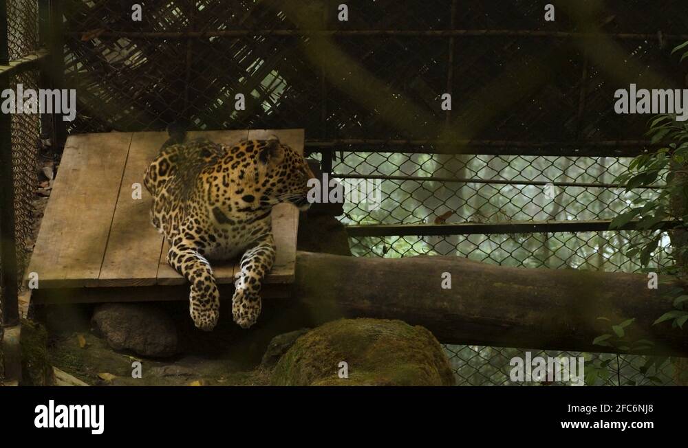 Poaching india Stock Videos & Footage - HD and 4K Video Clips - Alamy