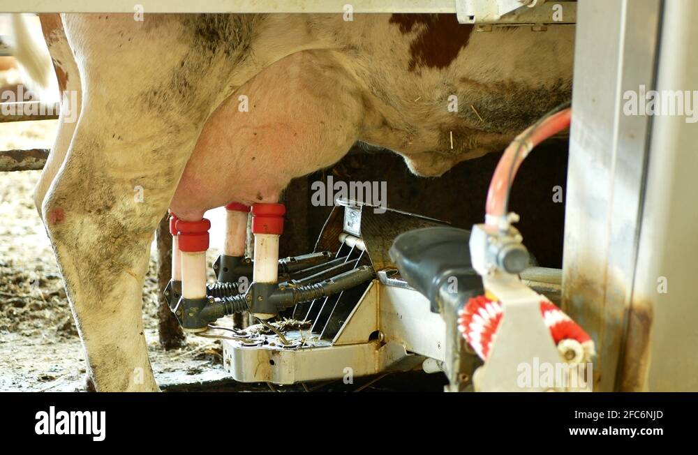Cow milking machine Stock Videos & Footage - HD and 4K Video Clips - Alamy