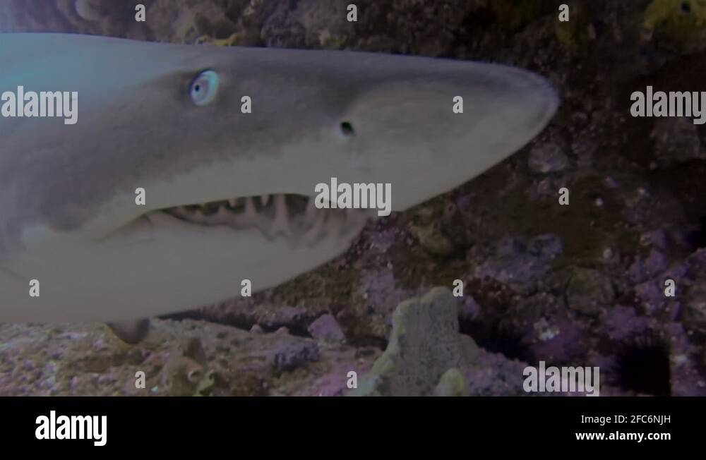 Shark mouth close up Stock Videos & Footage - HD and 4K Video Clips - Alamy